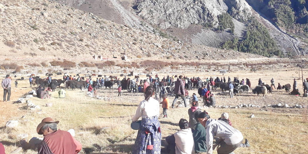 Humla farmers take yaks to lower villages