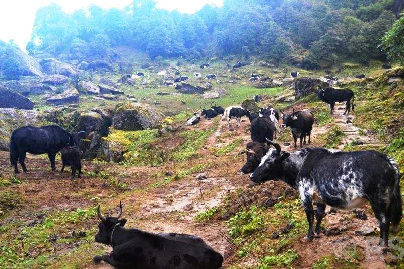 Sherpas spend nine months in Chaurikharka for managing livelihood expenses