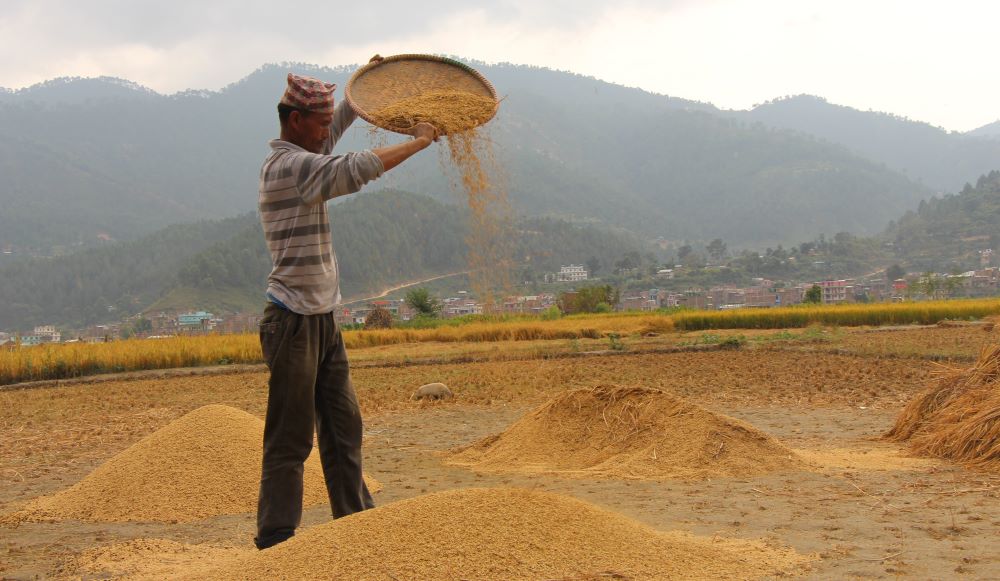 Govt. fixes floor price of paddy