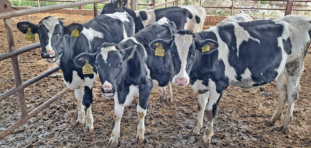 36 top-breed heifers, six bulls arrive from Korea
