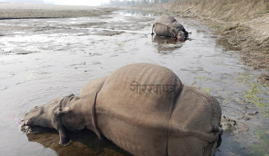 The Rising Nepal | Nepal's First English Broadsheet Daily