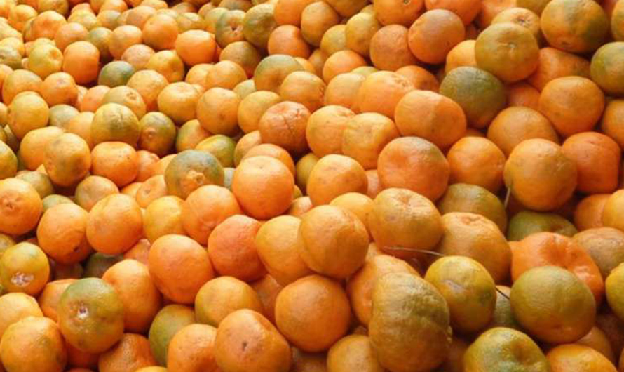 Orange stored up in cooling centre rot in Syangja