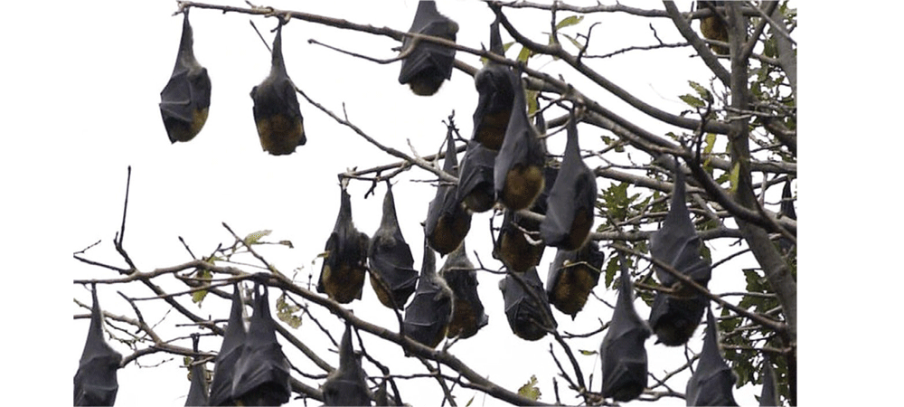 Hundreds of bats live together for years
