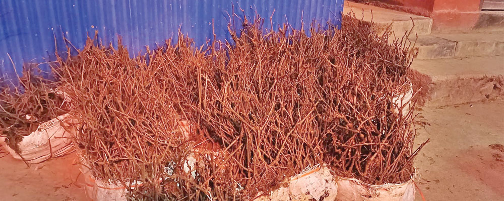 Aathabiskot distributes subsidised kiwi plants