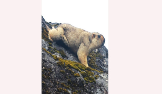 Classified Info For Dubious Eyes