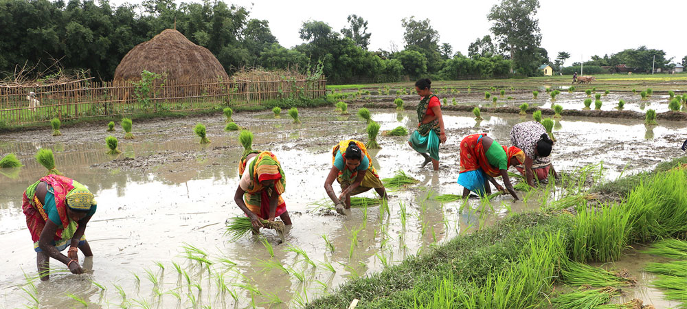 27% paddy plantation to date