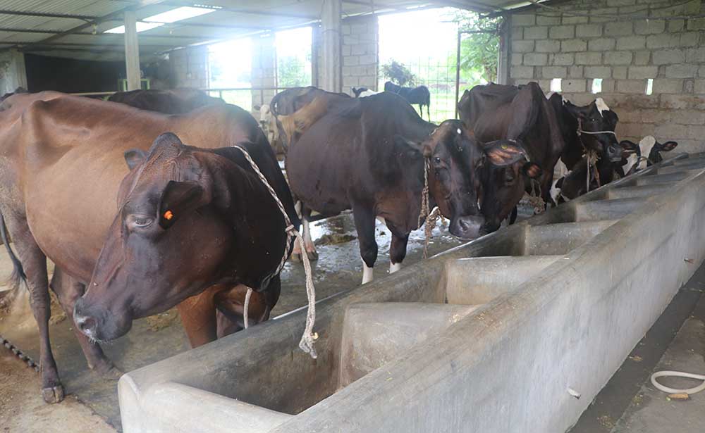 Lumpy Skin decreases milk production