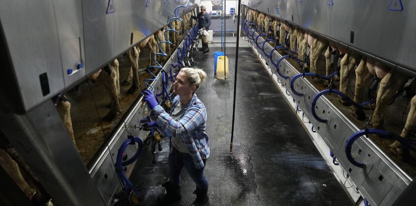 High-tech meat solutions in warming world: pig cooling pads & cow ...