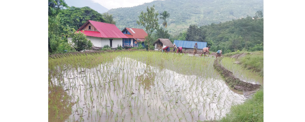 Paddy plantation nears completion with 92% works over across country
