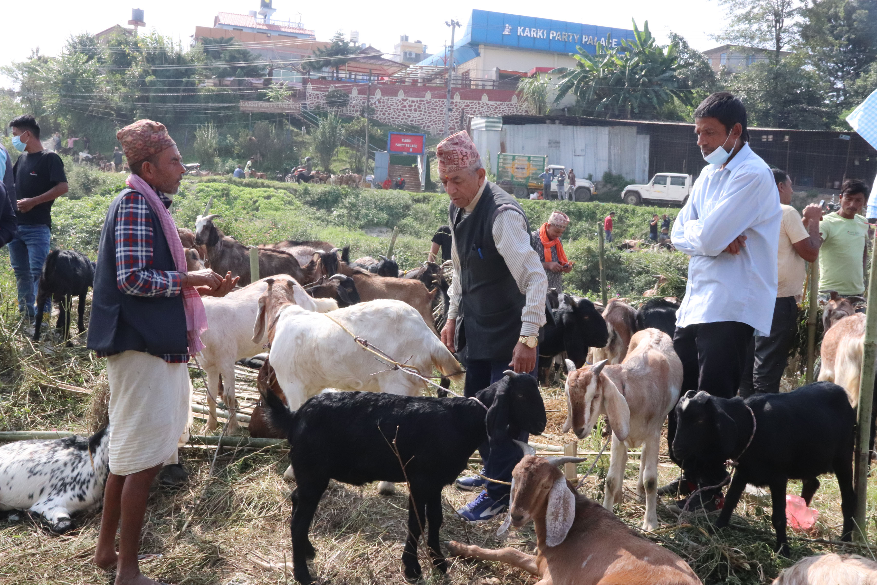 Price of he-goats, mountain goats reduced for convenience of consumers