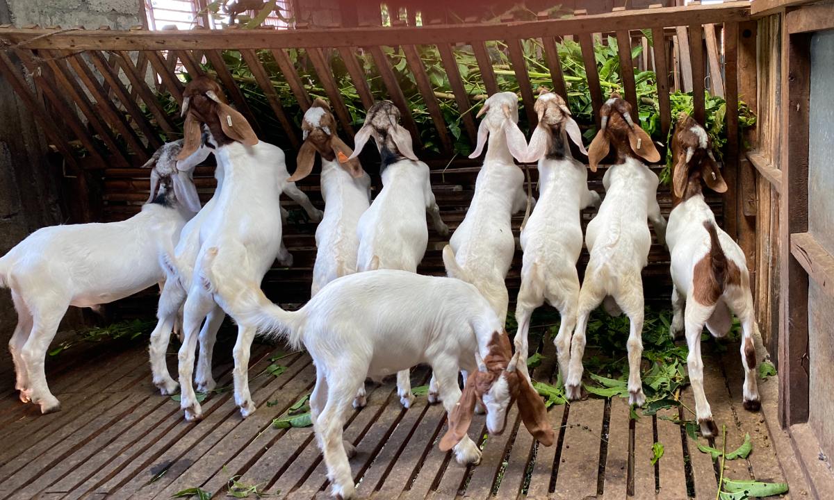 National Goat Research Programme exports improved breed to 54 districts