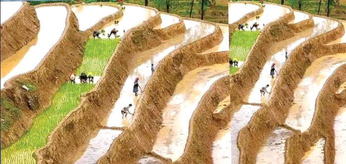 Paddy plantation begins in Dolakha