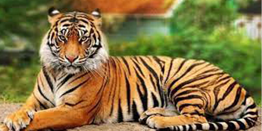 Spotted tiger found in Besisahar, released into forest