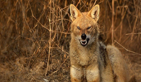 Understanding reached to resume Rasuwagadhi-Kerung border