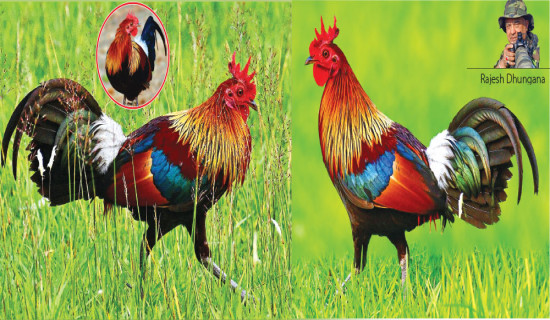 The Civilisation Of Simraungadh