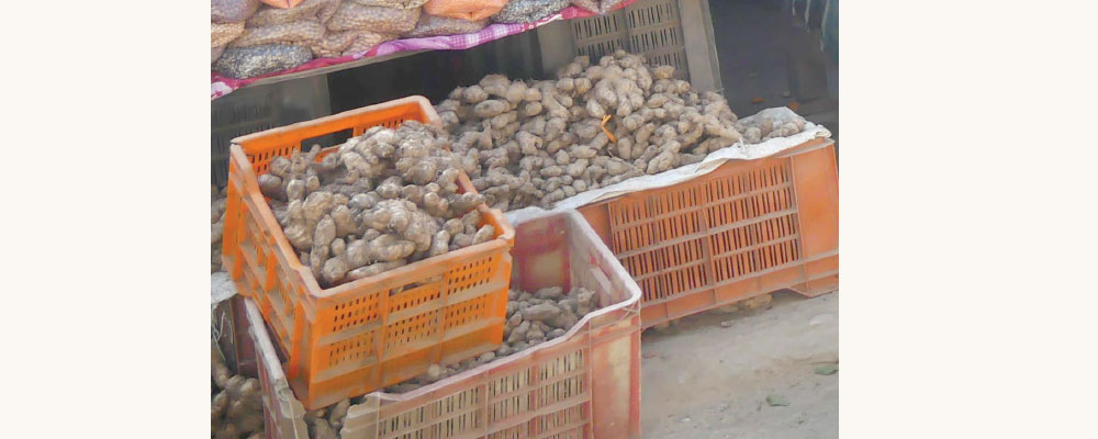With easy access to market, Doti farmers growing more ginger