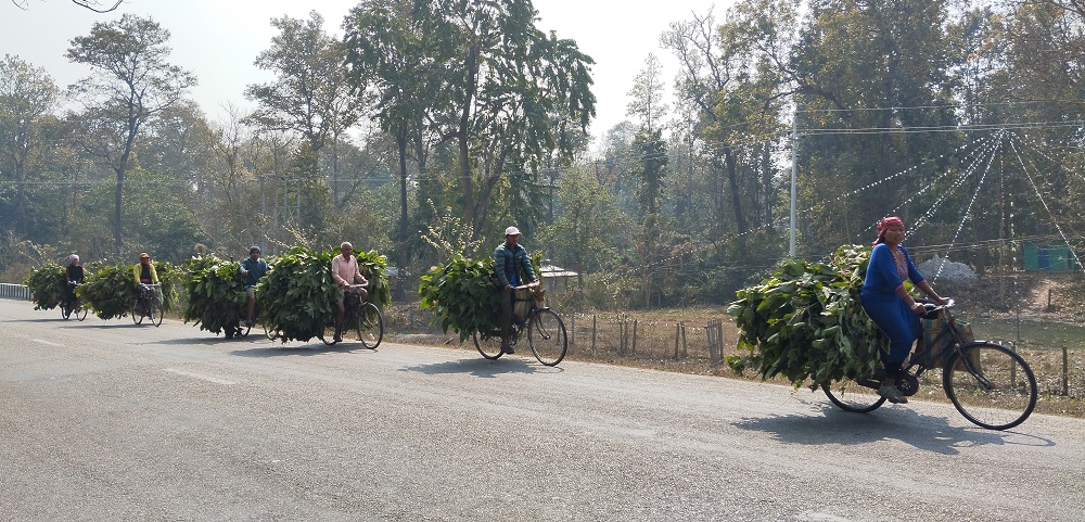 Human encroachment leads to decline in grass species in forests