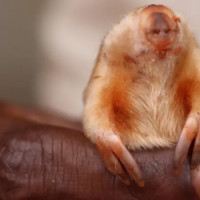 Locals working to preserve folk hymn, Chudka dance