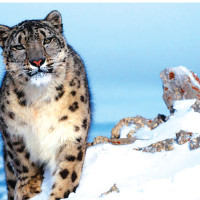 Bheri-Babai Project affected unable to get compensation