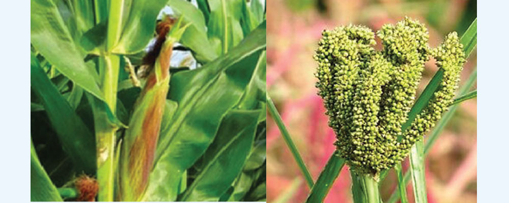 Bandipur initiates to preserve traditional crops