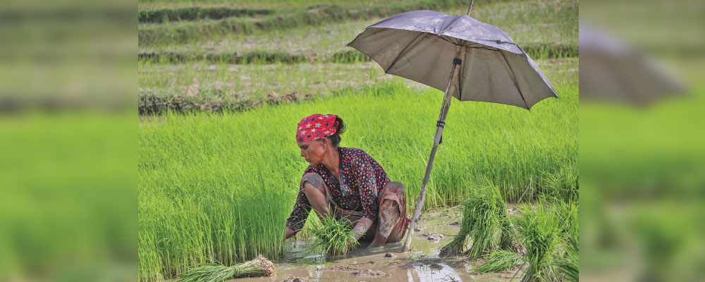 Rs. 57.3 billion allocated for agro development, promotion