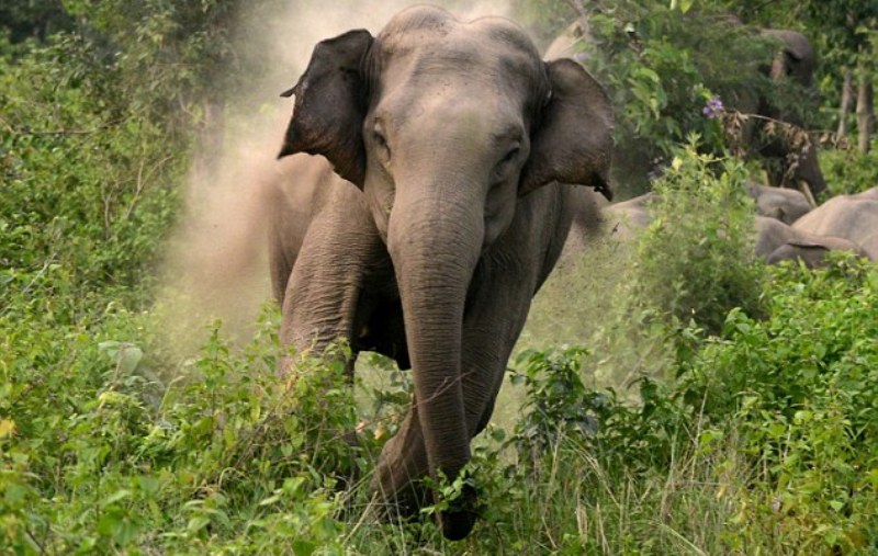 Five killed in mammoth attack in a year in Jhapa