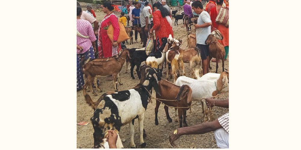 Goats trading starts approaching Dashain