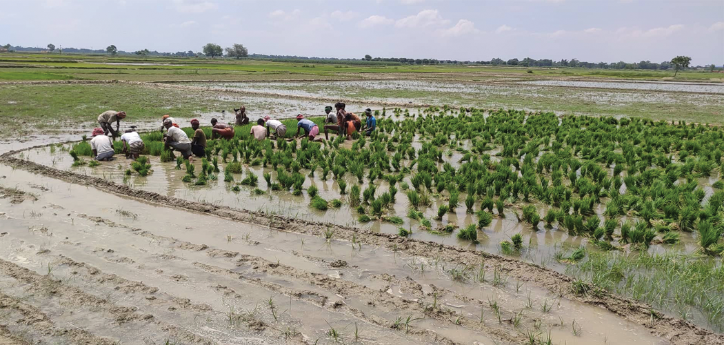 60 % paddy plantation completes in Bara