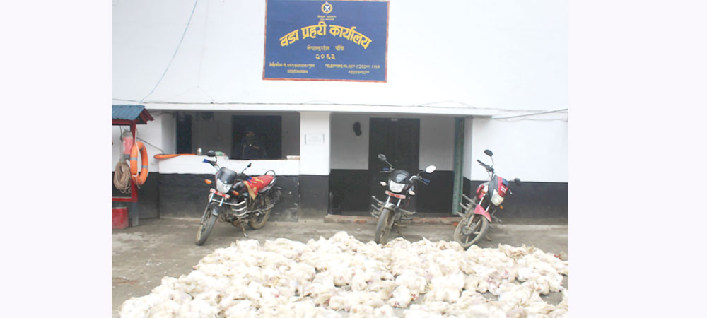 Poultry businesses urge Banke CDO to stop chicken smuggling from India
