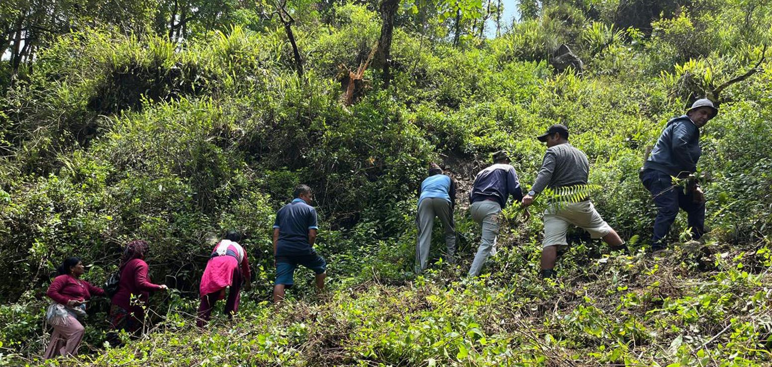Invasive plant species pose a threat to conservation areas